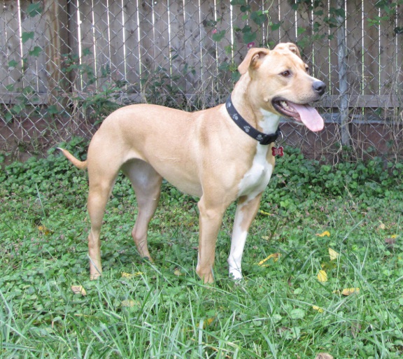 Eva, another pretty pitty mix (Foster Dog) | Page 3 | Puppy Forum and ...