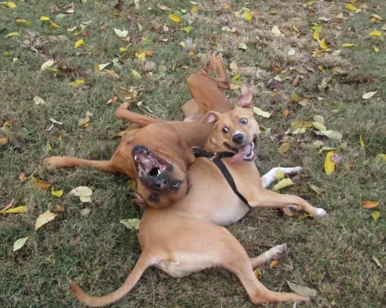 Eva, another pretty pitty mix (Foster Dog) | Page 3 | Puppy Forum and ...
