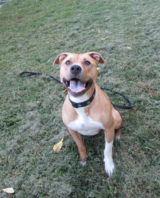 Eva, another pretty pitty mix (Foster Dog)