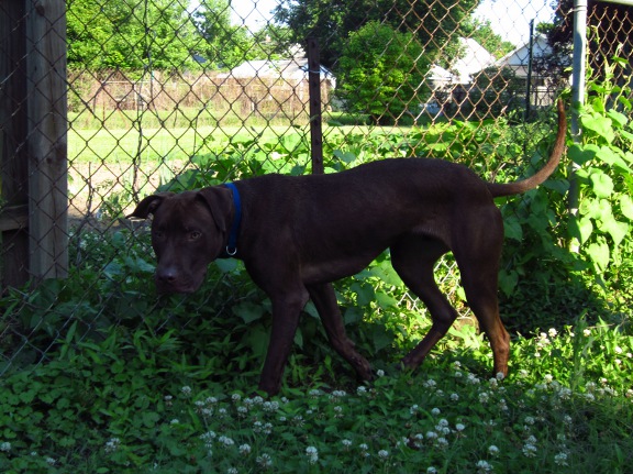 Foster Dog Hershey | Puppy Forum and Dog Forums