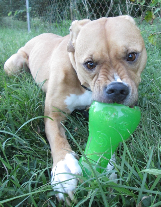 Eva, another pretty pitty mix (Foster Dog) | Puppy Forum and Dog Forums